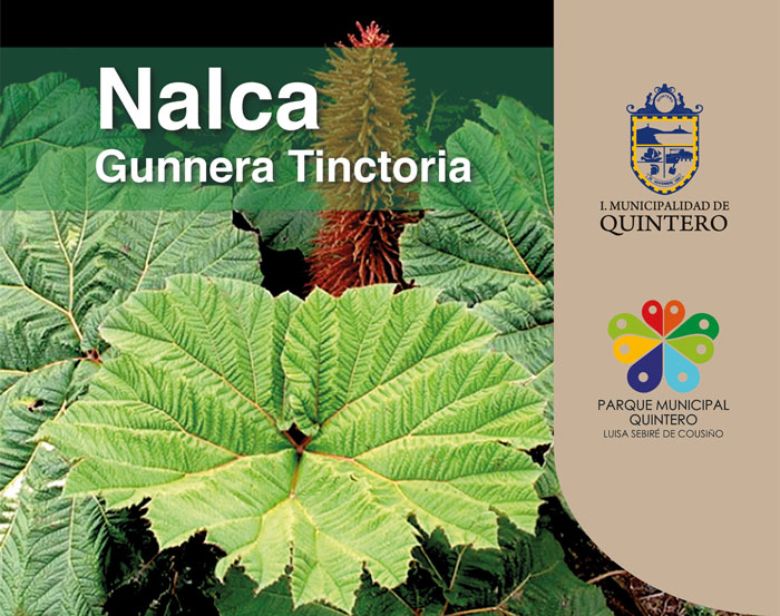 Nalca – Parque Municipal Quintero